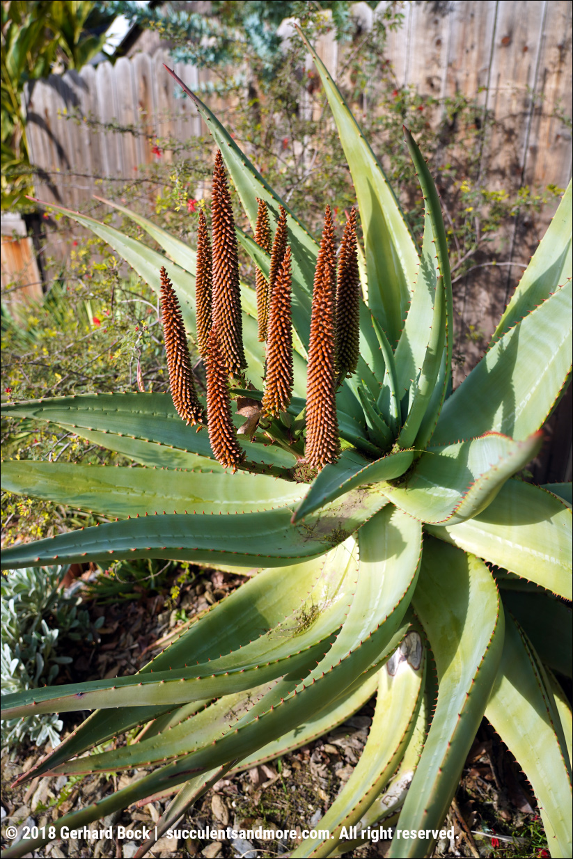 Aloe Spectabilis