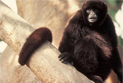 Animales en el Planeta: El choro de cola amarilla, pacorrunto , choro ...