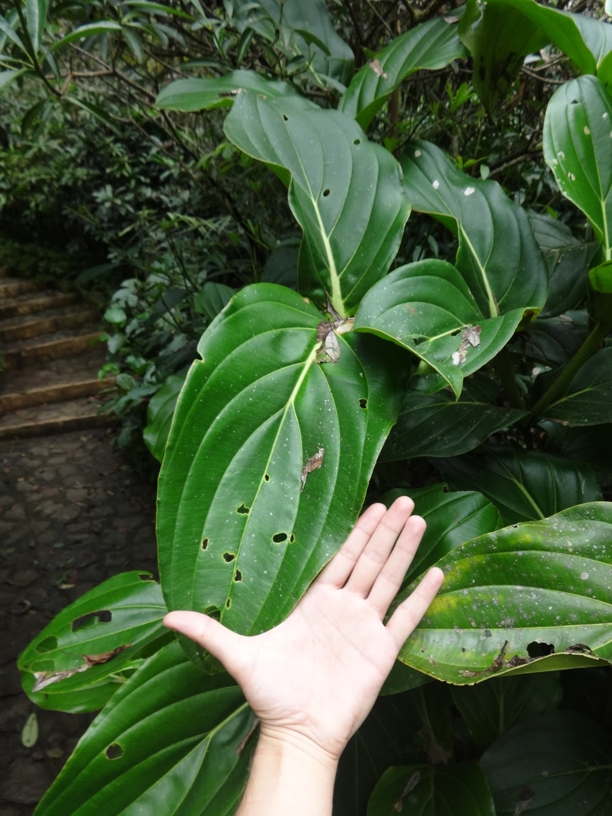 Herbs from Distant Lands: Medinilla magnifica, Medinilla pendula ...