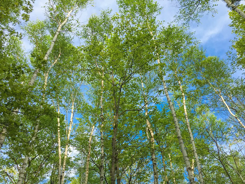 Hiking Ellison Bluff in Door County