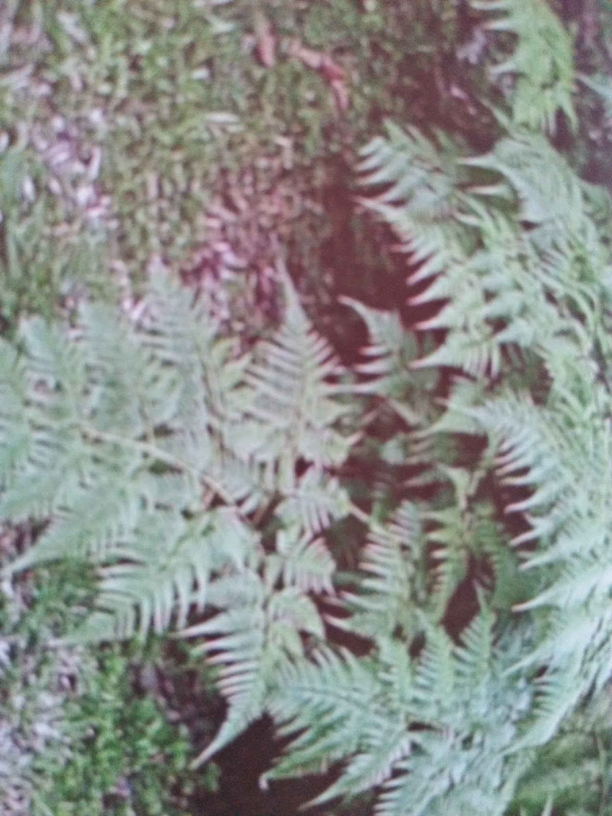 Fuziah Sulaiman blog: Kenali Flora di Laman Paku Pakis-Pteridofita ...