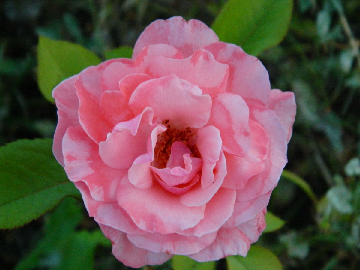 LA MULTI ANI, ROMANIA!: Trandafiri roz