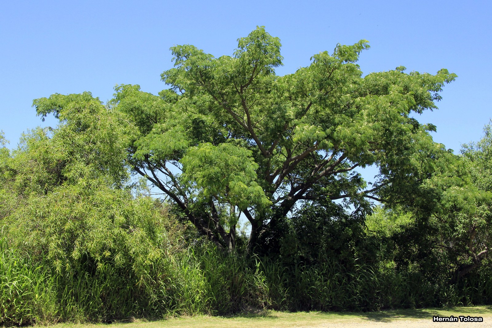 Flora Bonaerense: Timbó (Enterolobium contortisiliquum)
