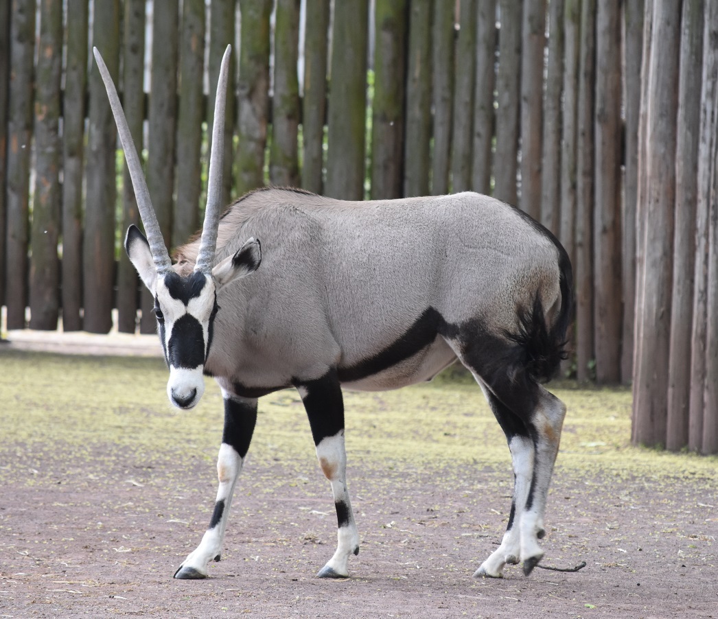 ZOOTOGRAFIANDO (6.100 ANIMALS): ORIX DEL CABO / GEMSBOK (Oryx gazella)