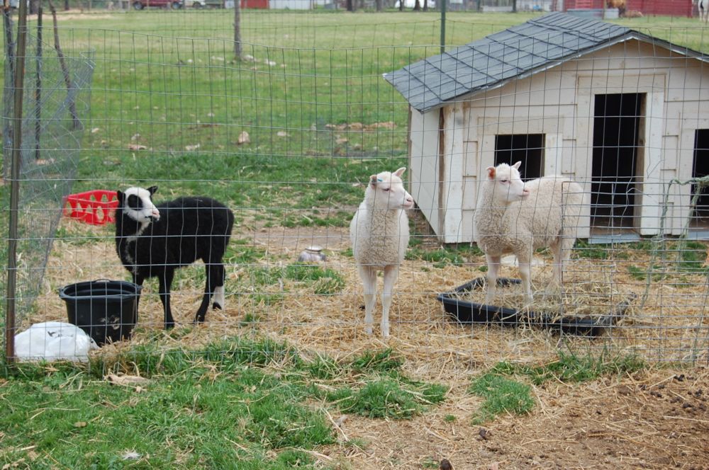 Little Hills Sheep Ranch: Panda