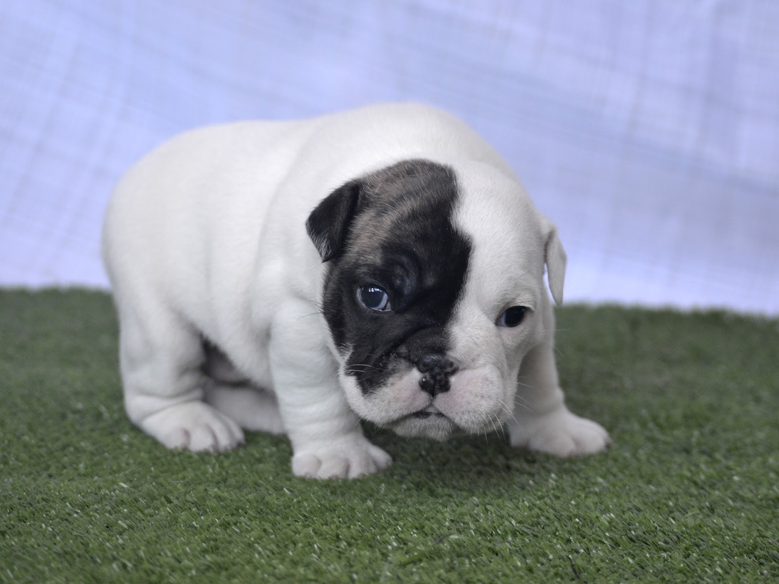 Criadero Ninabulls. Bulldog Inglés en Almagro, CABA.