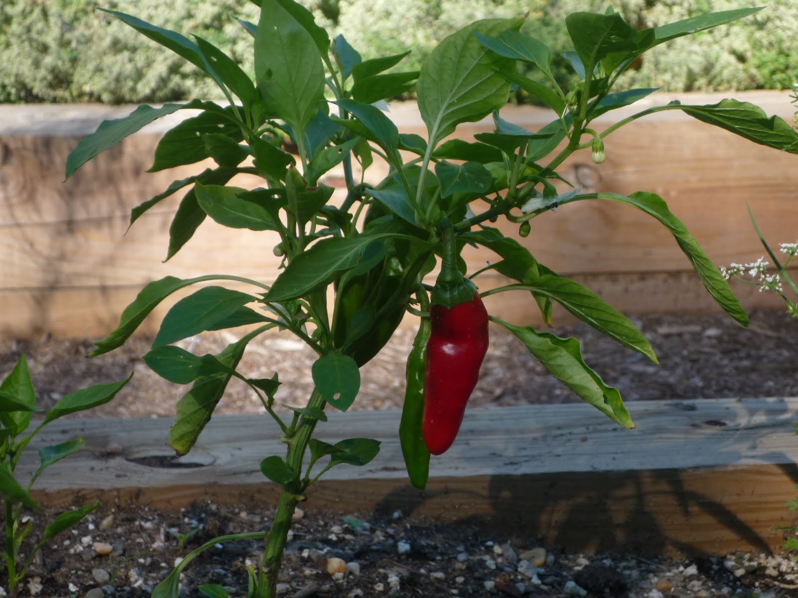 Bronx Foodie: Bronx CSA Roundup & a Recipe for Good Friday - City Limits