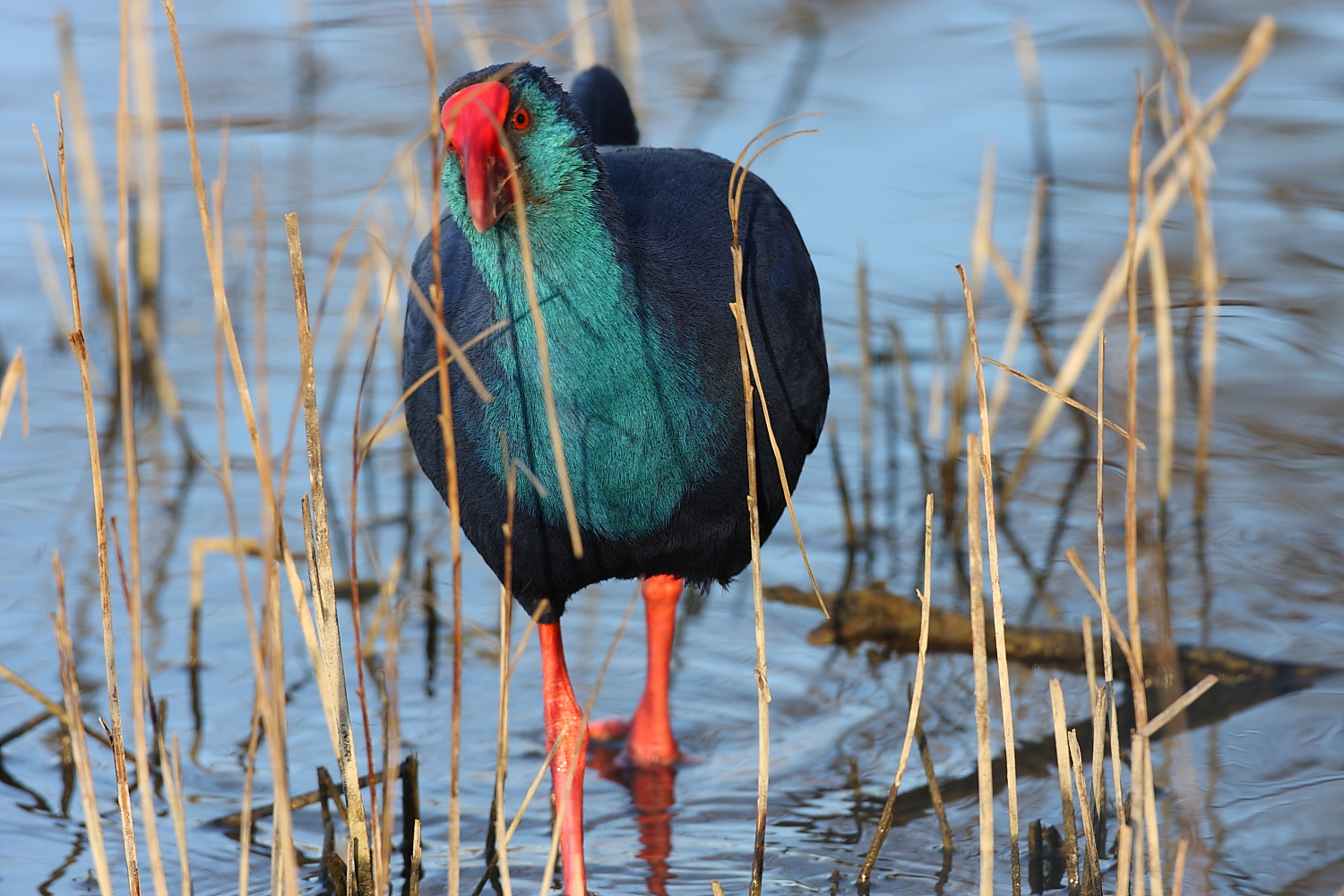Senderísmo y Fotografía de Naturaleza: Aves de nuestras islas: El ...