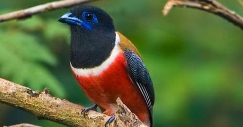 Malabar trogon | Birds of India | Bird World