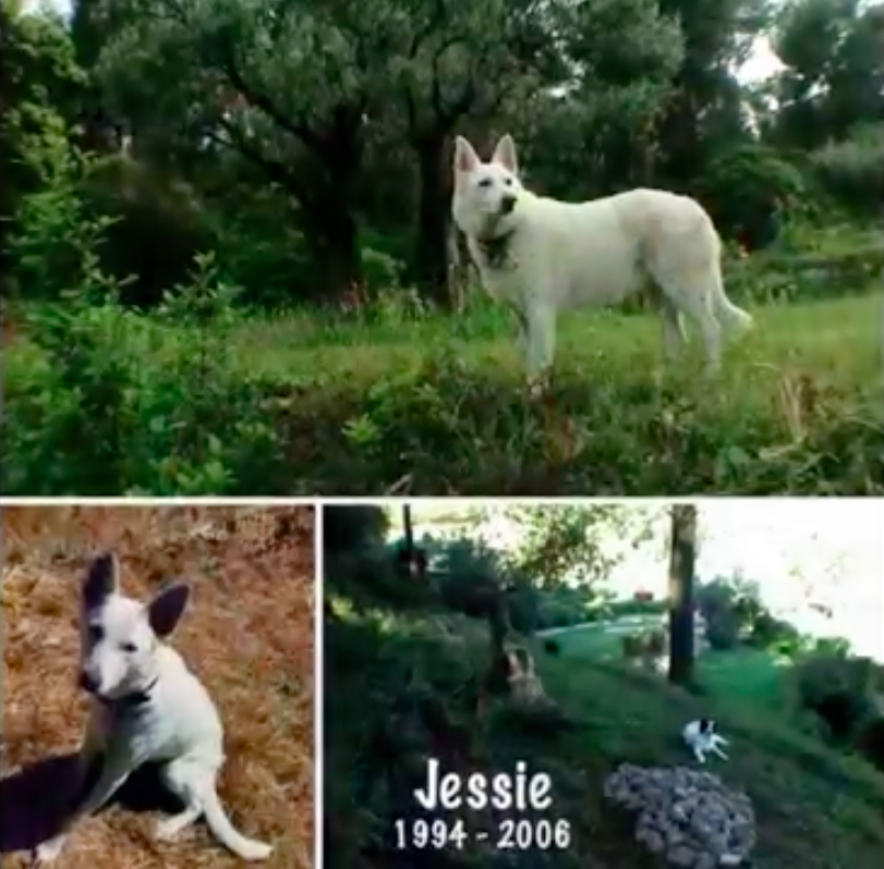 Mind-Body-Heart Art: Why Do Dogs Live Less Than Humans? Answer of a 6 ...