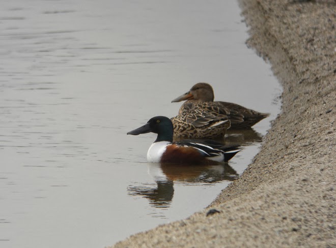 BIRDING - Kyoto, Kansai and Japan: dabbling ducks