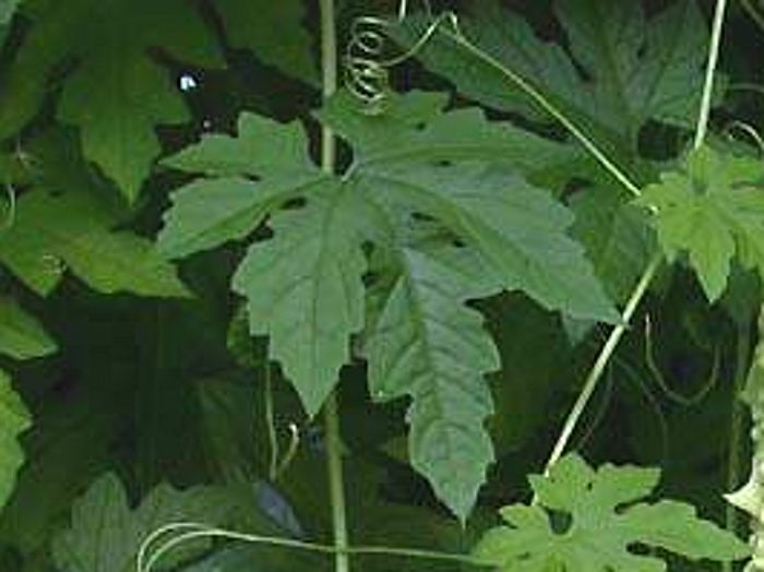 11 Khasiat Ramuan Daun Pare Atasi Penyakit - Obat Sakit 2011