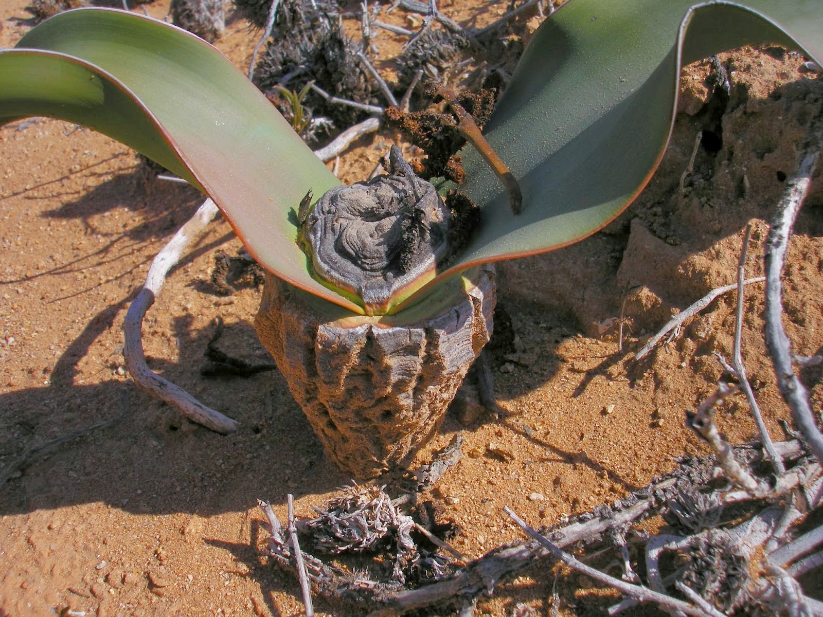 10 plantas mais incríveis do mundo ~ Dose de Sustentabilidade