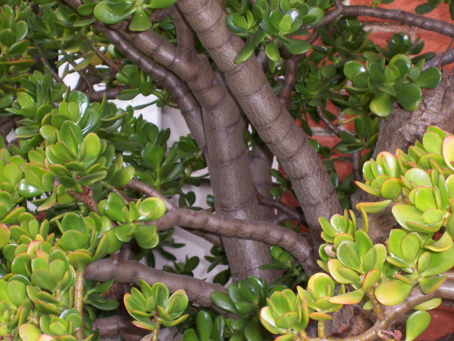 Topological Space: Three Different Money Trees