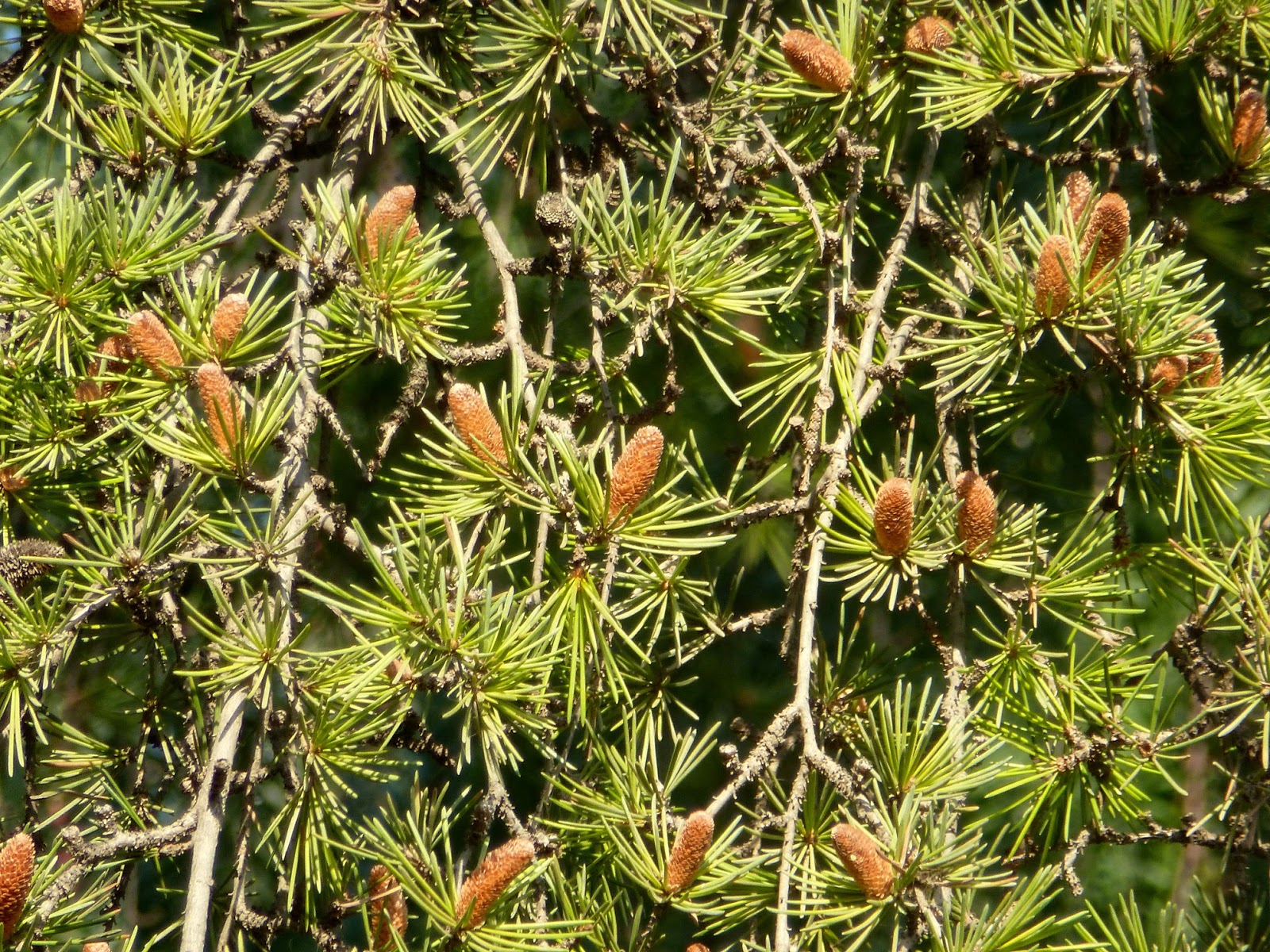 Árboles con alma: Ampliación. Cedro del Himalaya. (Cedrus deodora)