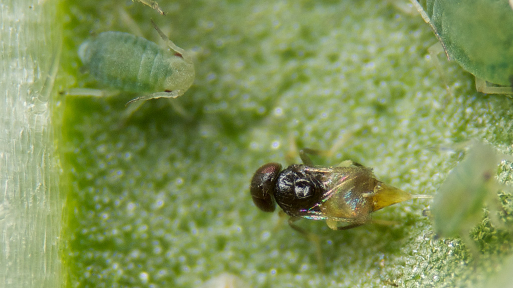 ムシをデザインしたのはダレ？: ツヤコバチ科 ( Aphelinus sp. ) 産卵 と Host feeding