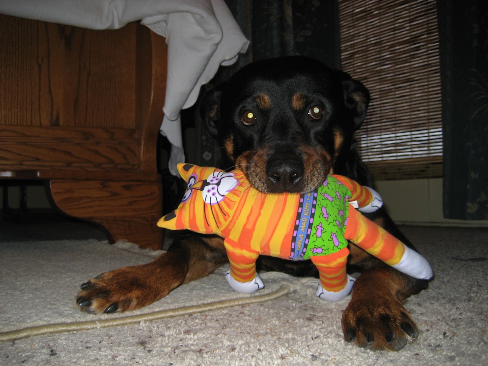 The Beautiful Bond: Devious Dogs