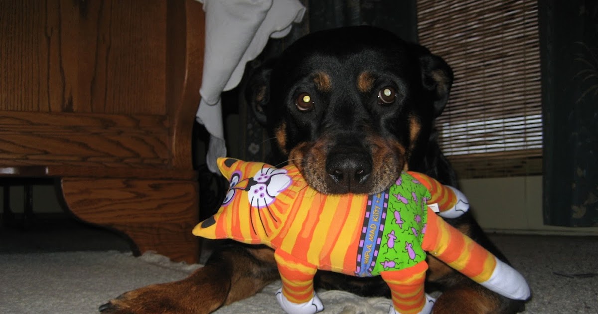 The Beautiful Bond: Devious Dogs