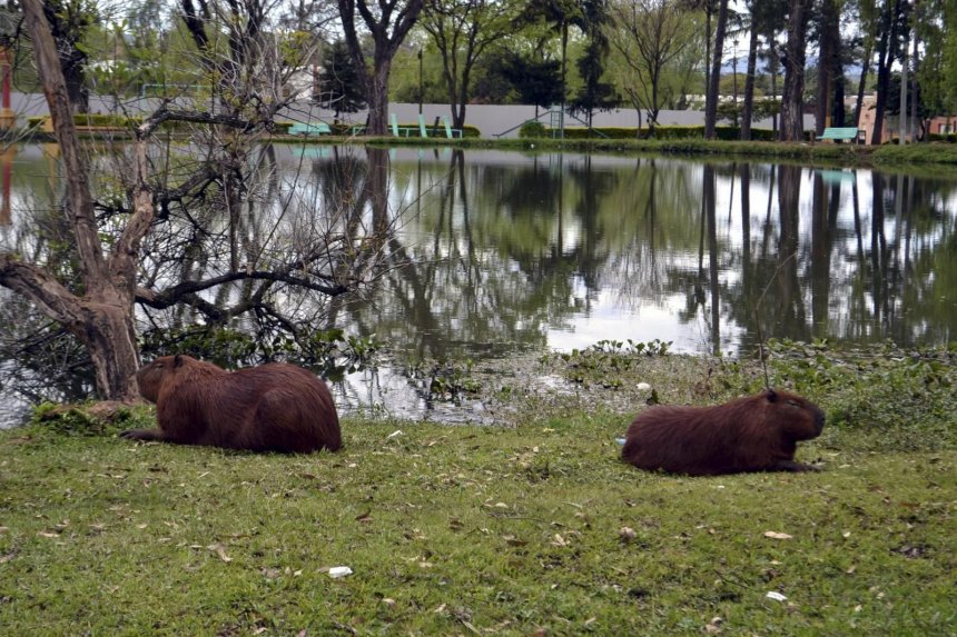ASOCIACION ECOLOGISTA RIO MOCORETA: CRIMEN ECOLÓGICO EN PARQUE YKUA ...