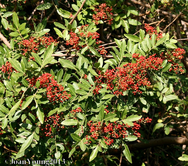 Natures World of Wonder: Brazilian Pepper Tree (Schinus terebinthifolius)