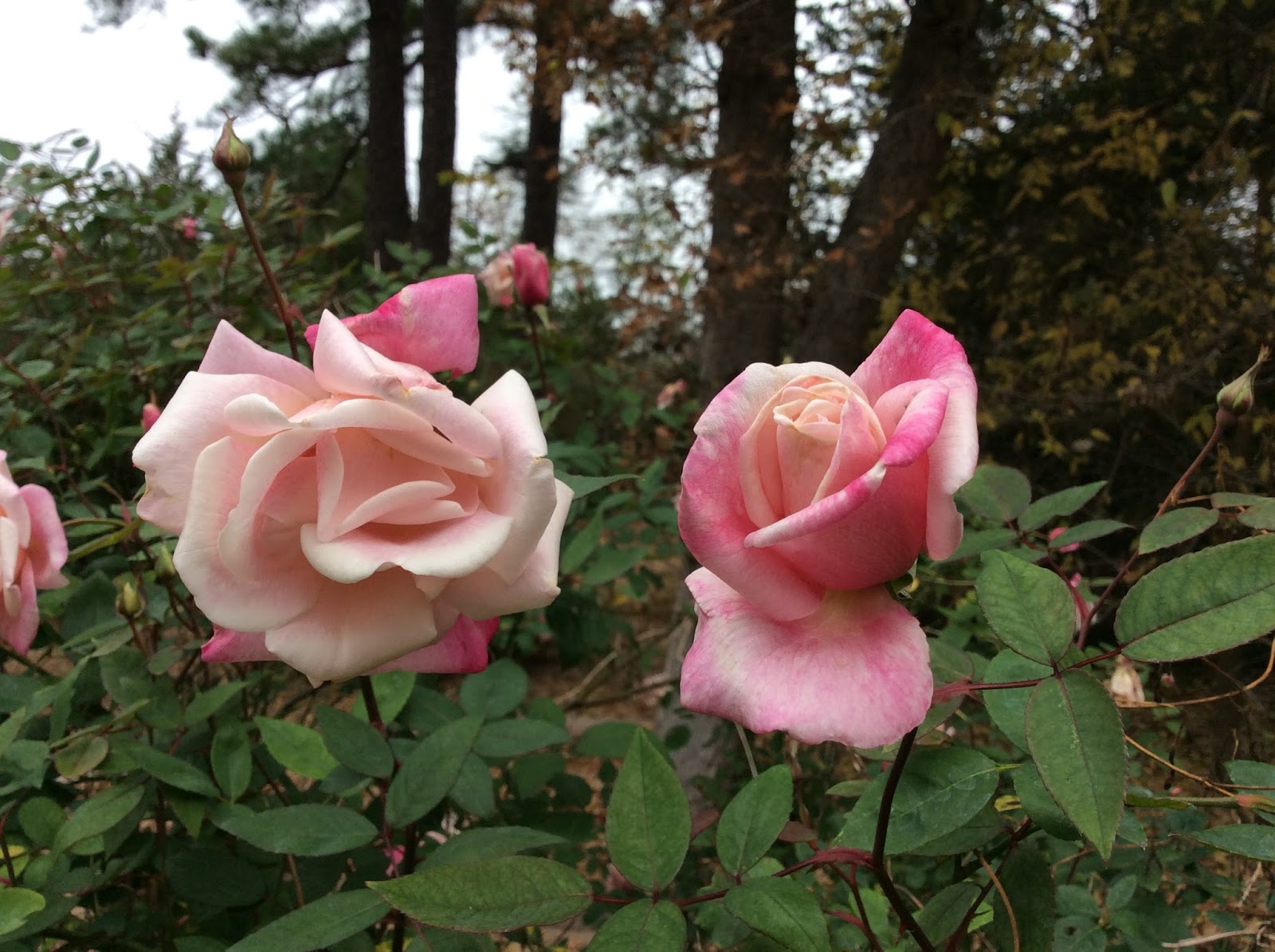 Lisa Bonassin's Garden: Madame Antoine Mari Rose December 12, 2015