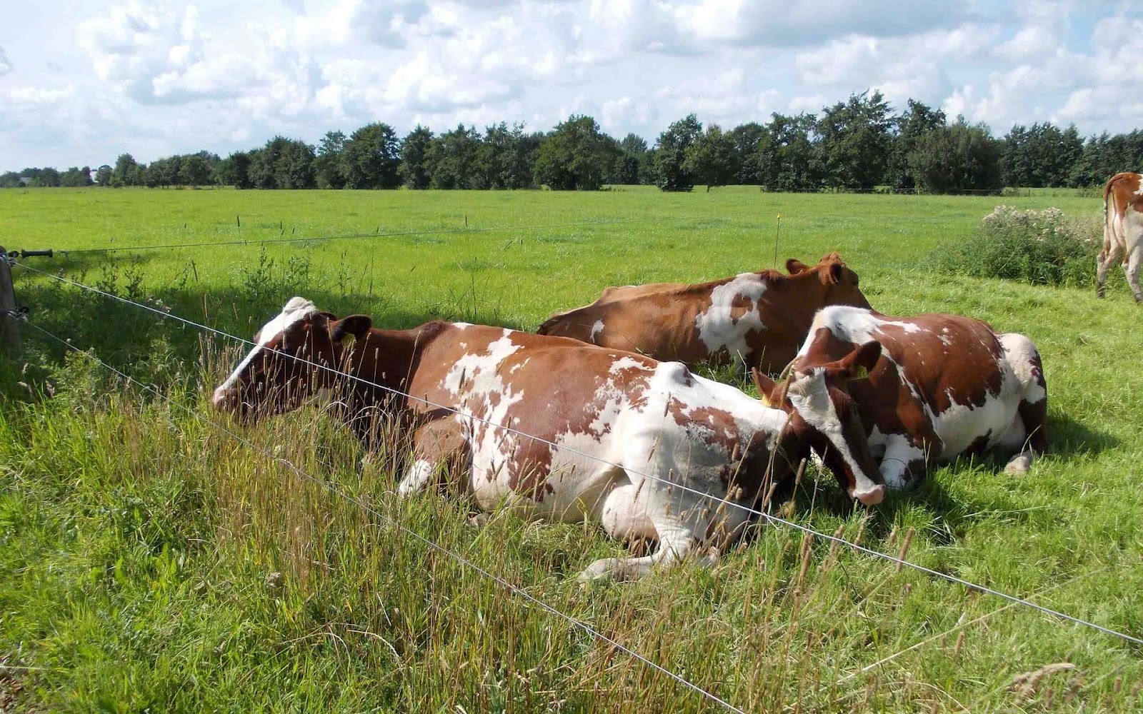Foto Roodbonte Friese koeien