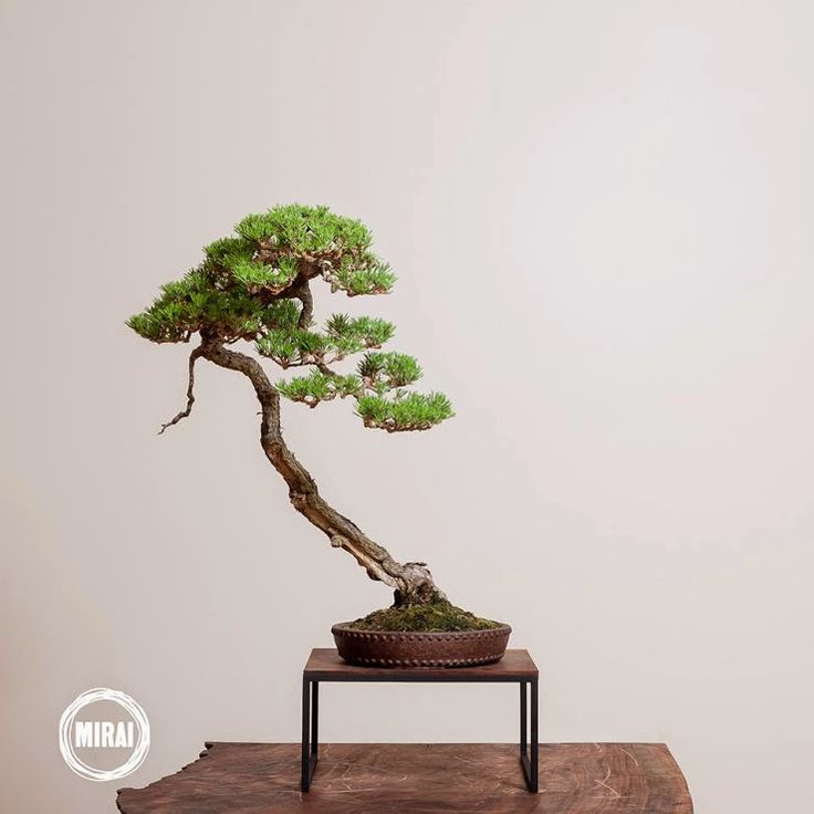 Bonsai Haven: BONSAI STYLE: LITERATI