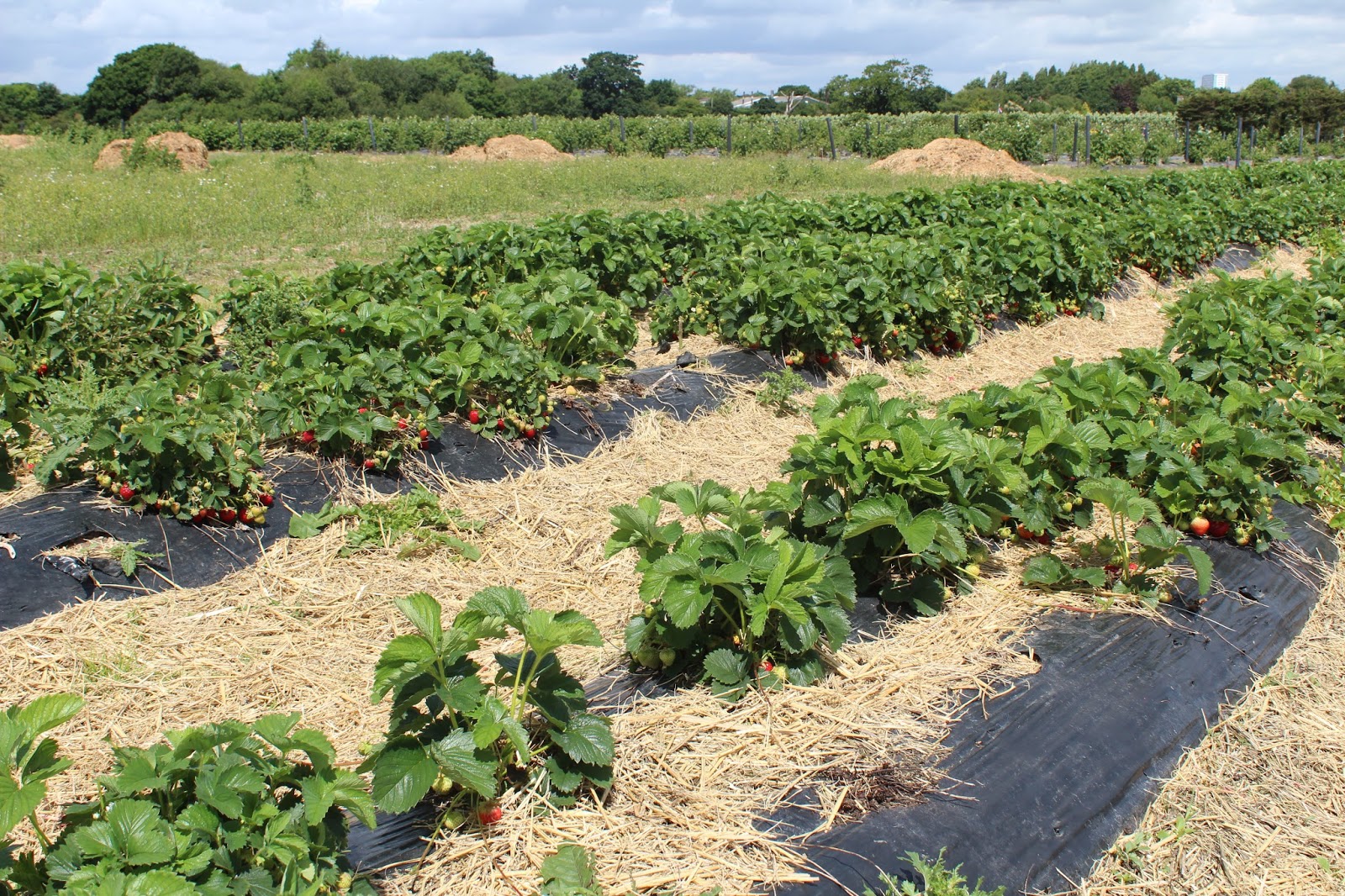 Strawberry Picking at Pickwell Farm | Alice Anne