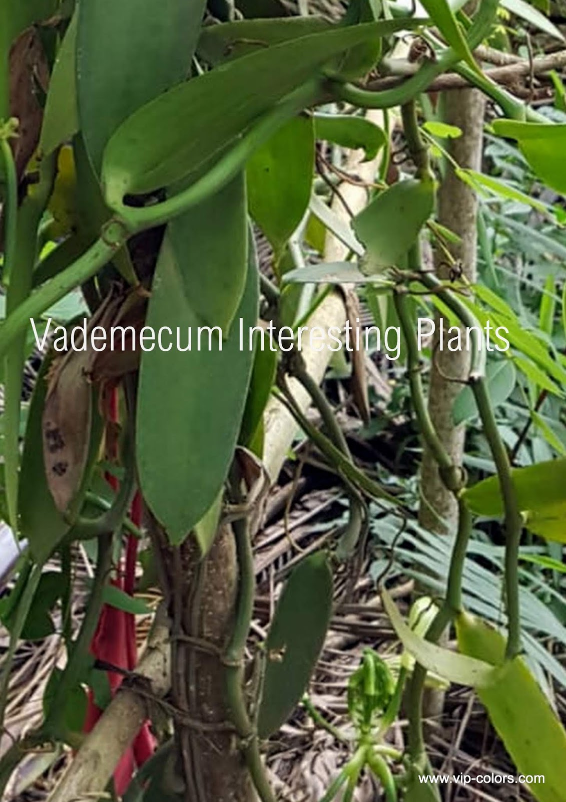 Vademecum Interesting Plants: Vanilla planifolia - Wanilia płaskolistna ...