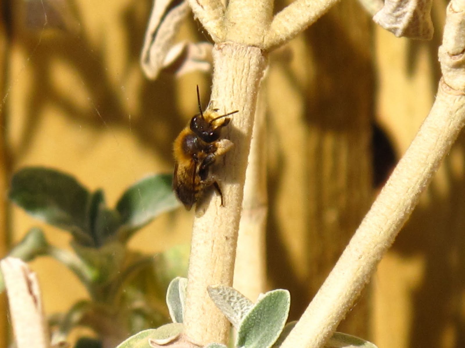 BugBlog: Two summer bees