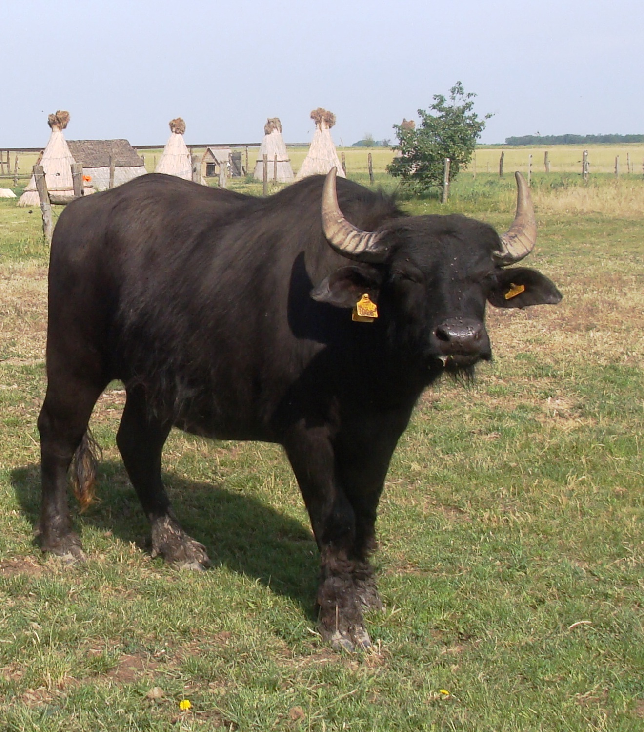 Szarvasmarhatenyésztés