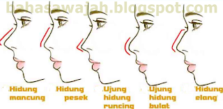 nO 17 @@ RAHASIA BENTUK HIDUNG DAN WATAK PEMILIK NYA,,,!!!! BAGAIMANA ...