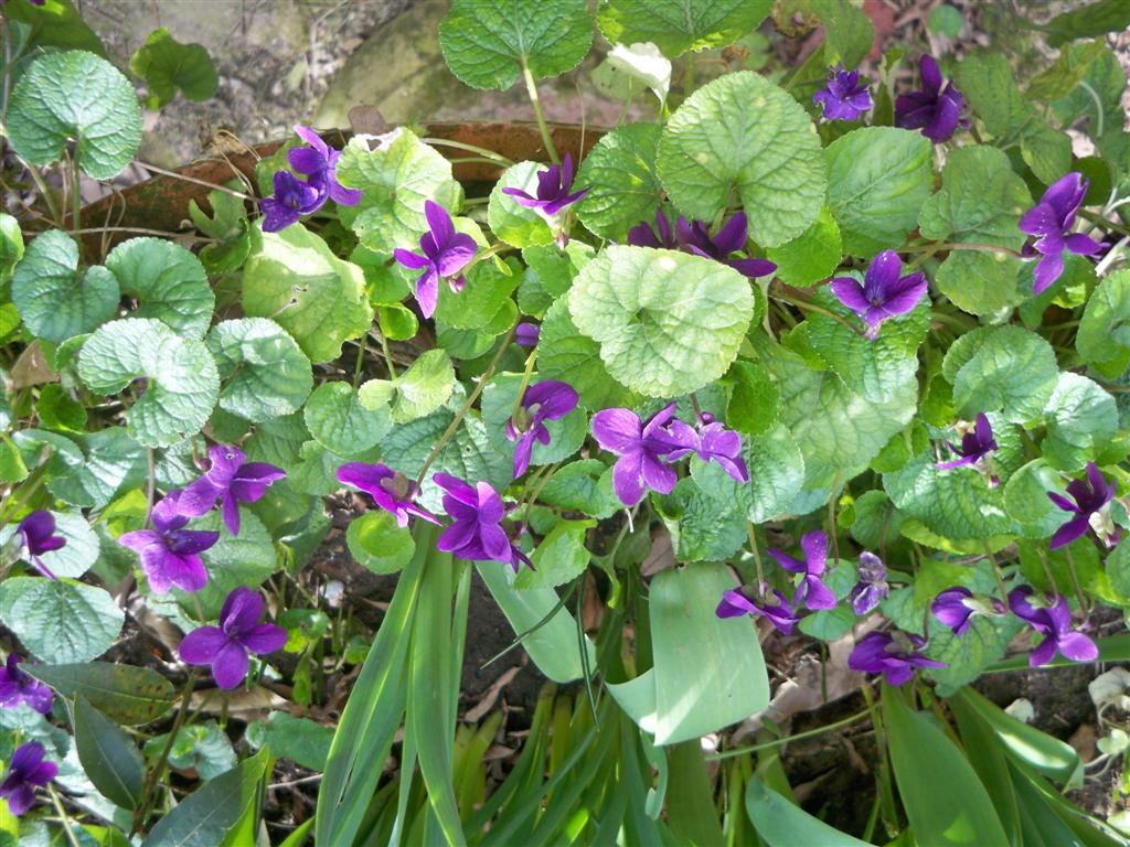 papavero di campo: Aria di primavera. Violette narcisi fiori di ...