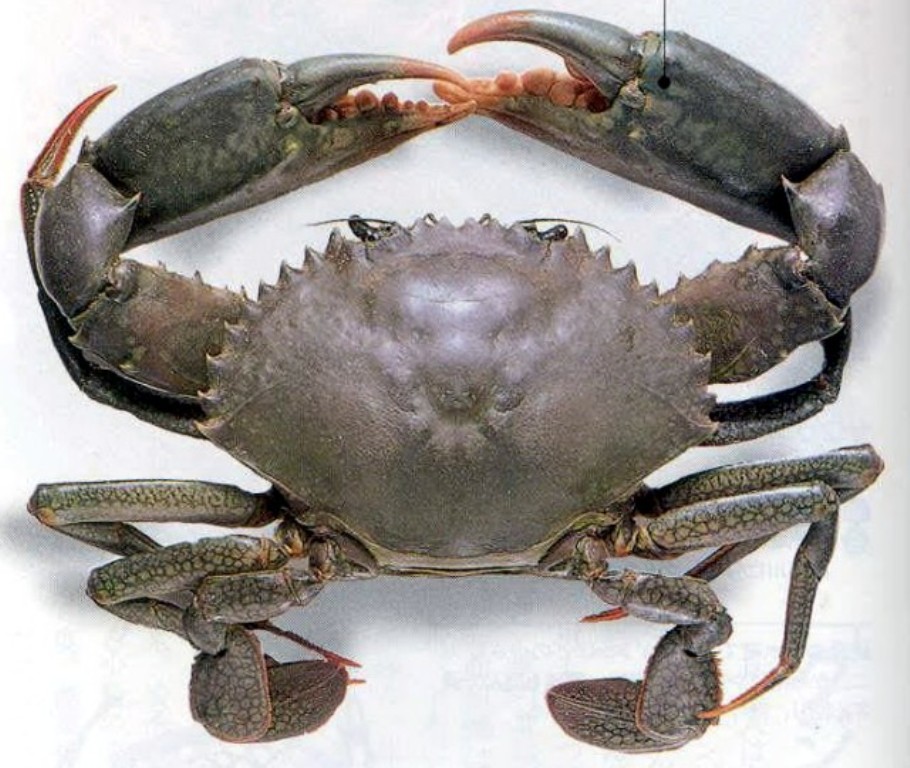 Mud Crab Export Opportunity for Shore Business - Mud Crab Exporters, Mud Crab Manufacturers, Mud ...
