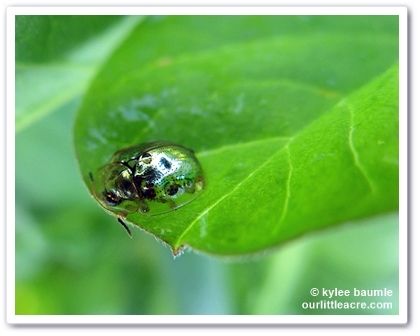 Our Little Acre: The Gold Bug