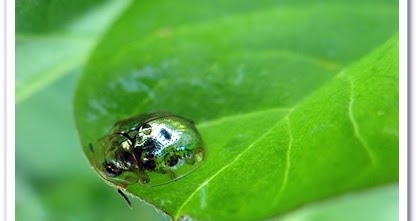 Our Little Acre: The Gold Bug