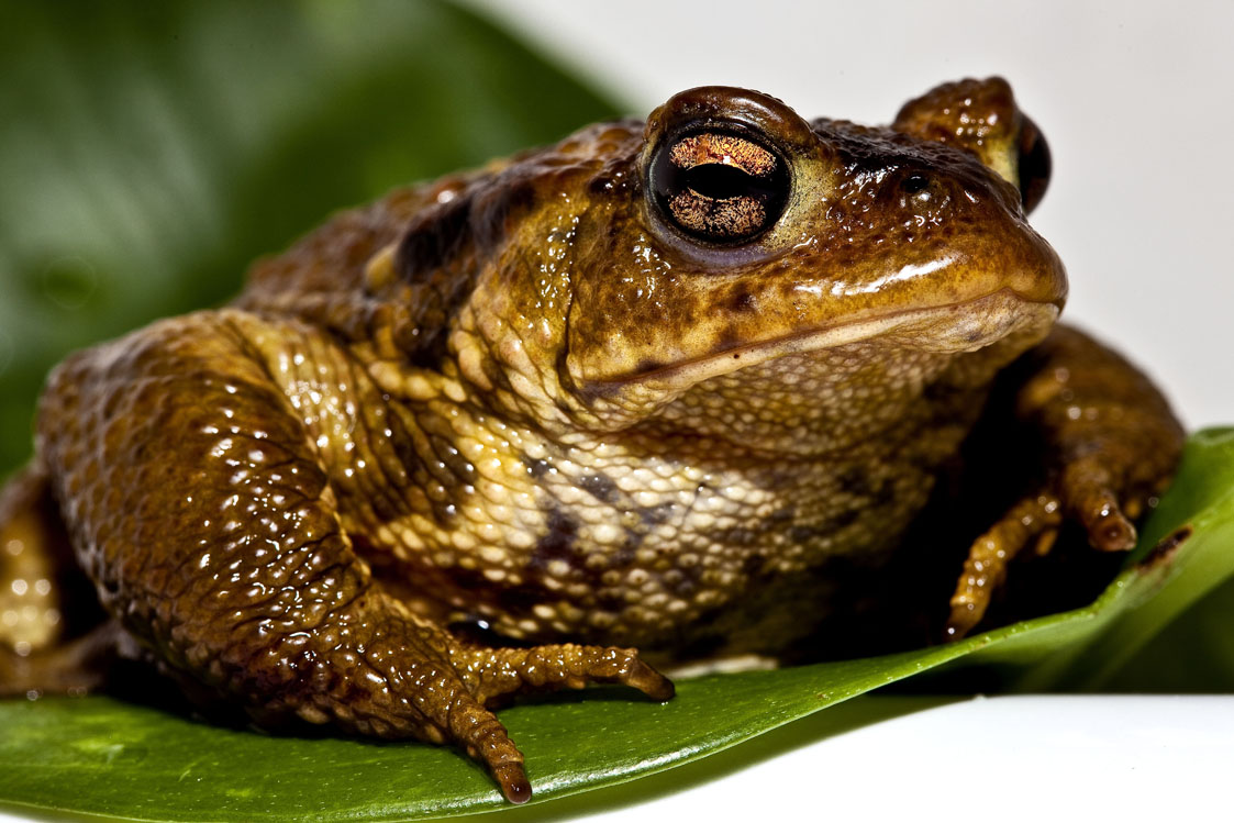 DIVERSIDADE DOS ANIMAIS: SAPO, RÃS E PERERECAS
