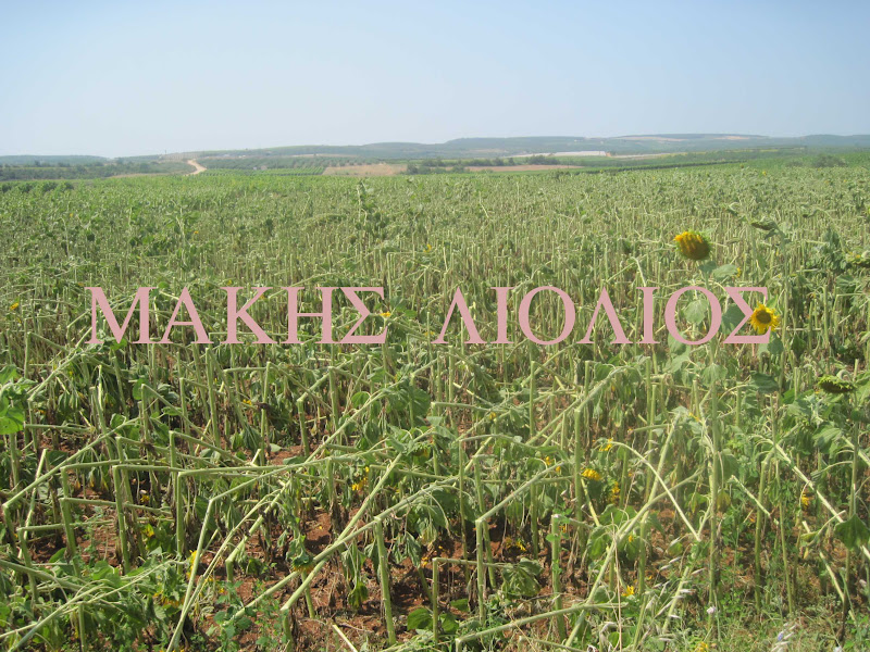 MAKIS LIOLIOS: ΣΗΜΑΝΤΙΚΕΣ ΟΙ ΖΗΜΙΕΣ ΑΠΟ ΧΑΛΑΖΟΠΤΩΣΗ ΣΕ ΚΟΚΚΙΝΟΧΩΡΙ ...