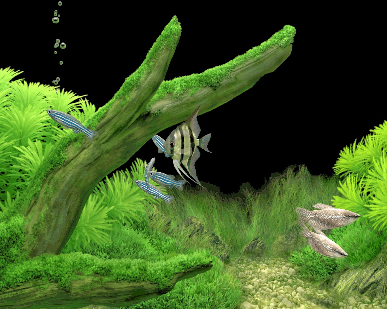 Dream aquarium ocean screensaver full :: currauremat