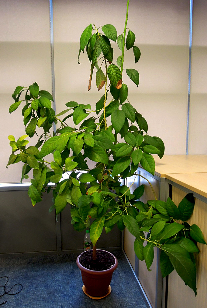 CHODZĘ I ZWIEDZAM: Jak wyhodować awokado