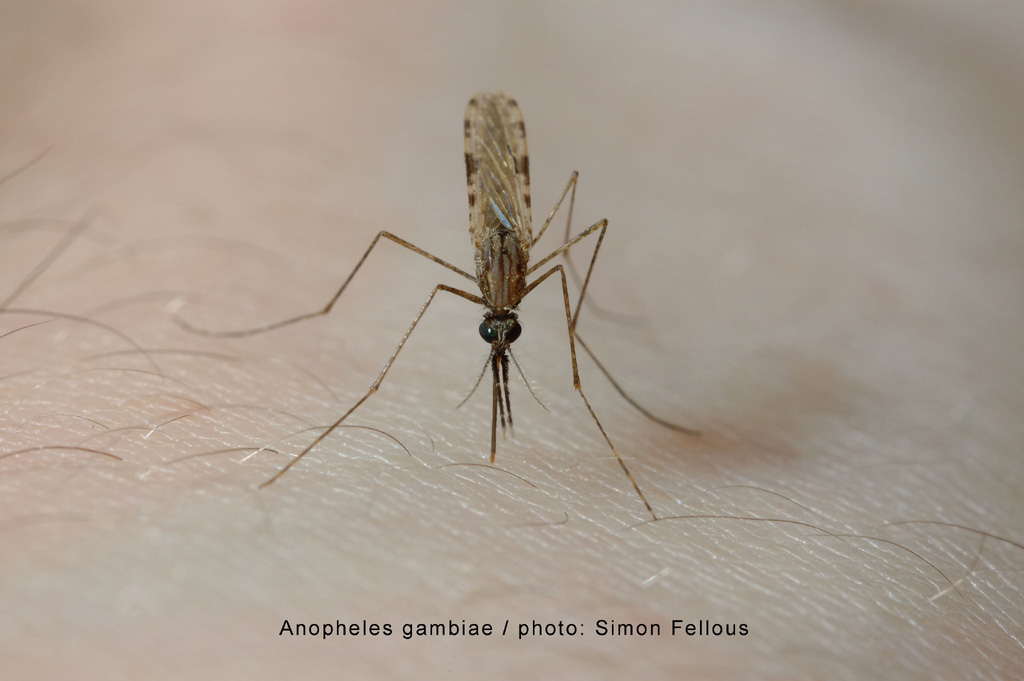 Variety of Life: Anopheles