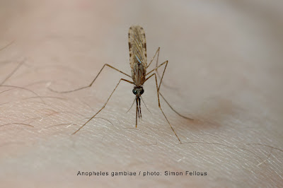 Variety of Life: Anopheles