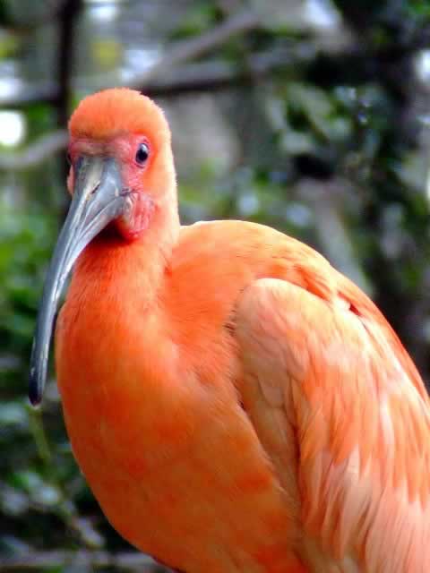 El ojo del buitre: Aves - Ibis