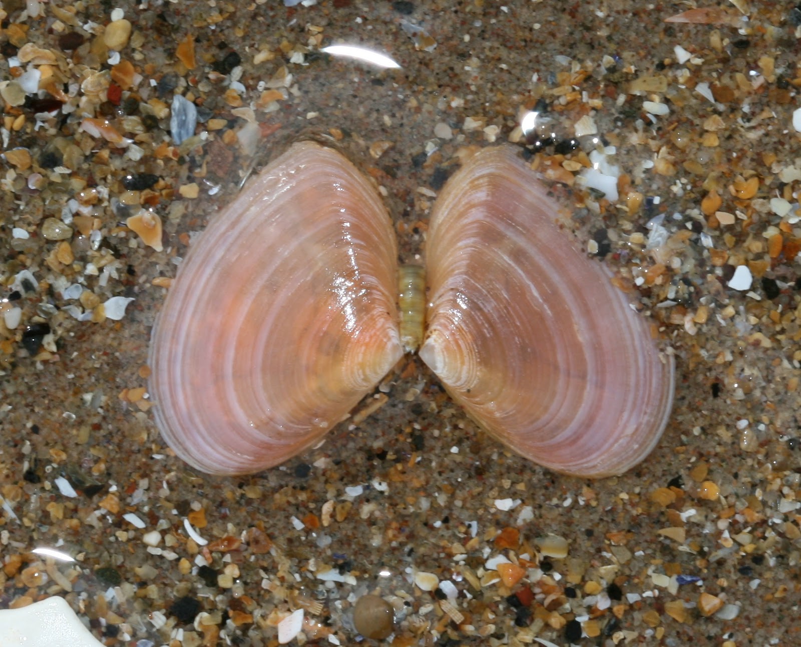 Catalogue of Organisms: Digging for Tellina
