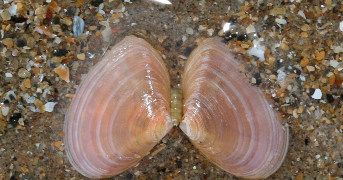 Catalogue of Organisms: Digging for Tellina