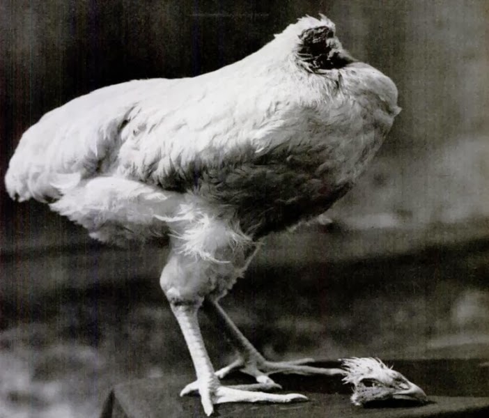 Que coisa né tio: Frango sem cabeça