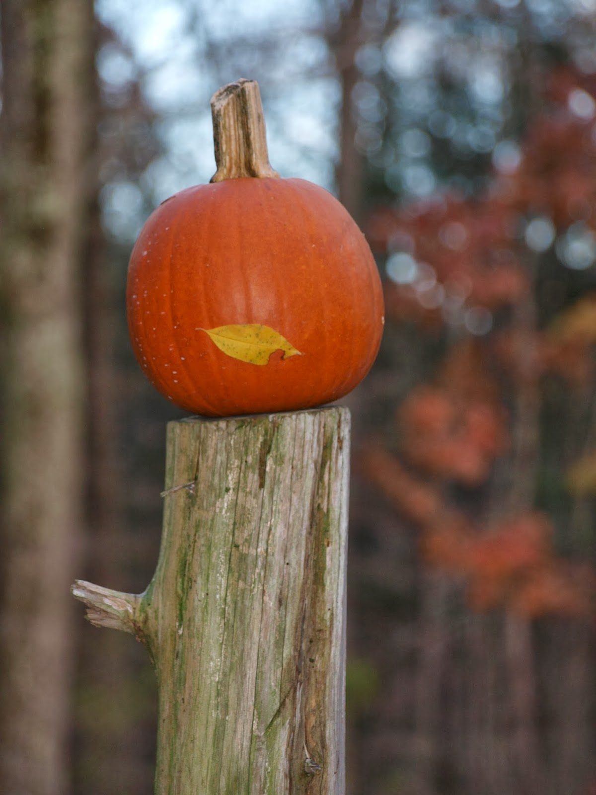 A Life Inspired by Nature: Happy Thanksgiving!