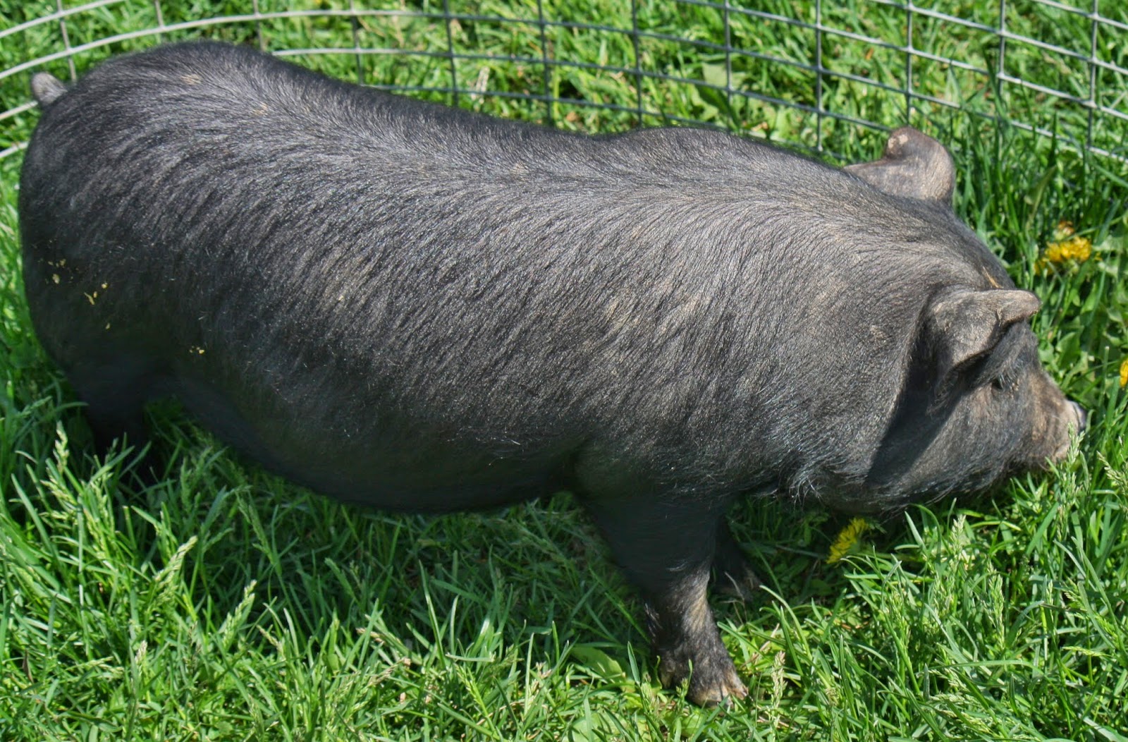 Providence Heritage Farm: Guinea Hogs for Sale!