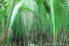 Hijaunya Alam Ini: Pokok Nipah