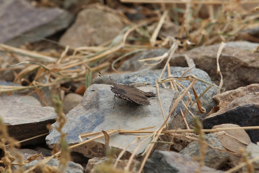 Birds of Saudi Arabia: Abha animals & insects – Abha Region